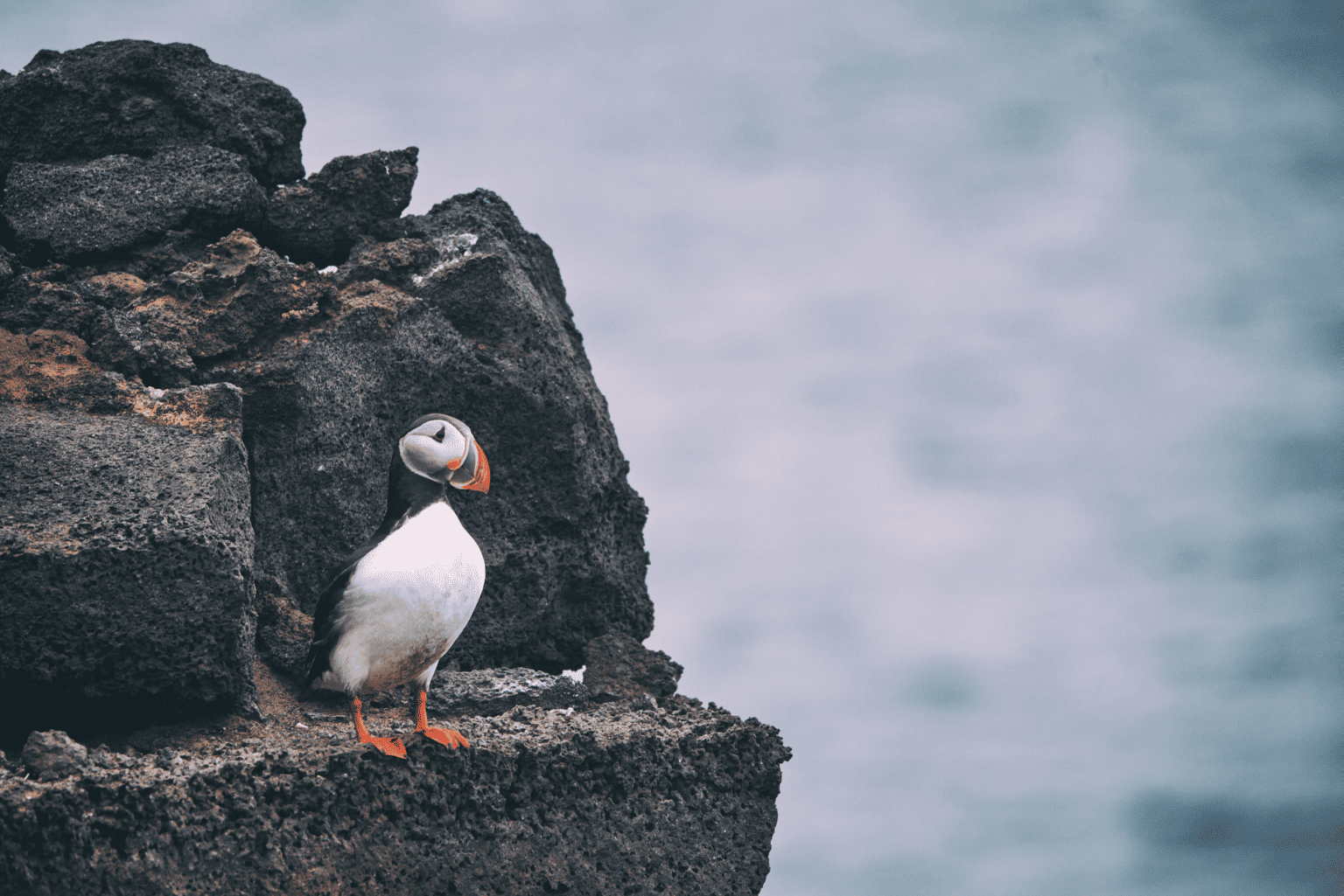 Iceland's Wildlife - What animals live in Iceland? The Geo Room