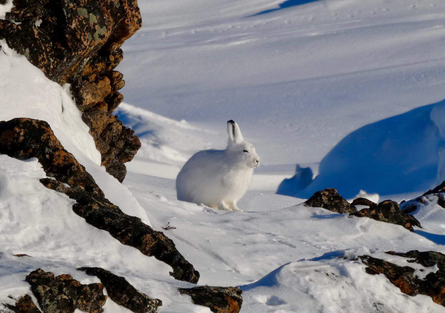 Iceland's Wildlife - What animals live in Iceland? The Geo Room